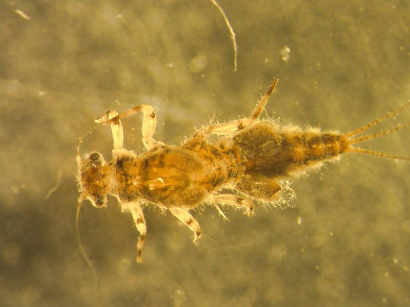 Caenis youngi (Angler's Curse) Mayfly Nymph Pictures