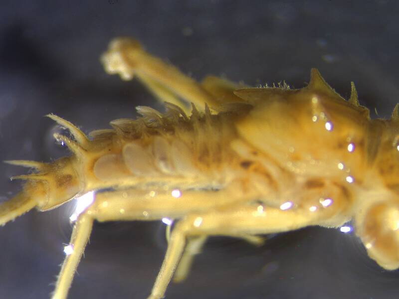 Drunella spinifera (Western Slate Olive Dun) Mayfly Nymph Pictures