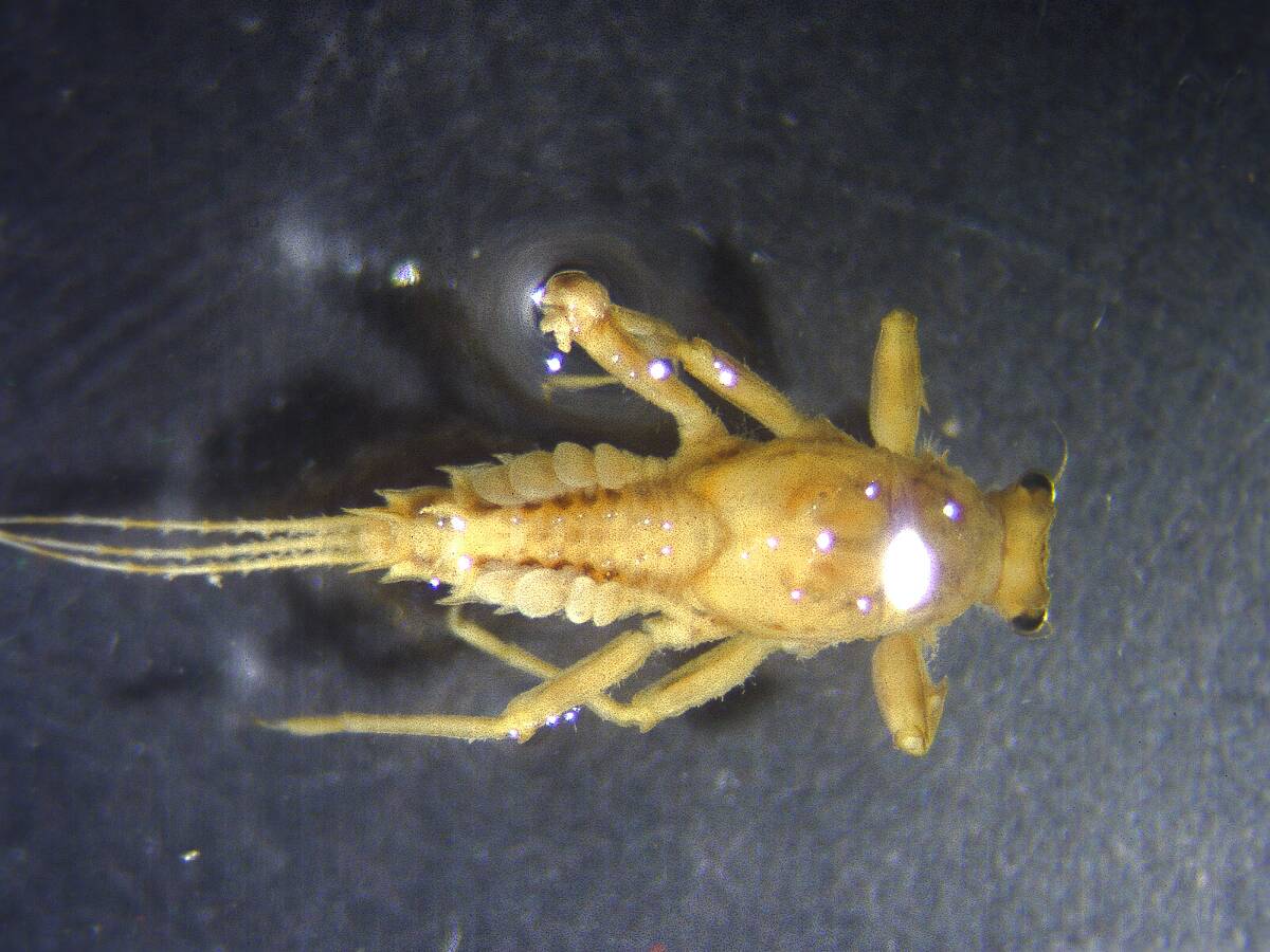 Drunella spinifera (Western Slate Olive Dun) Mayfly Nymph Pictures
