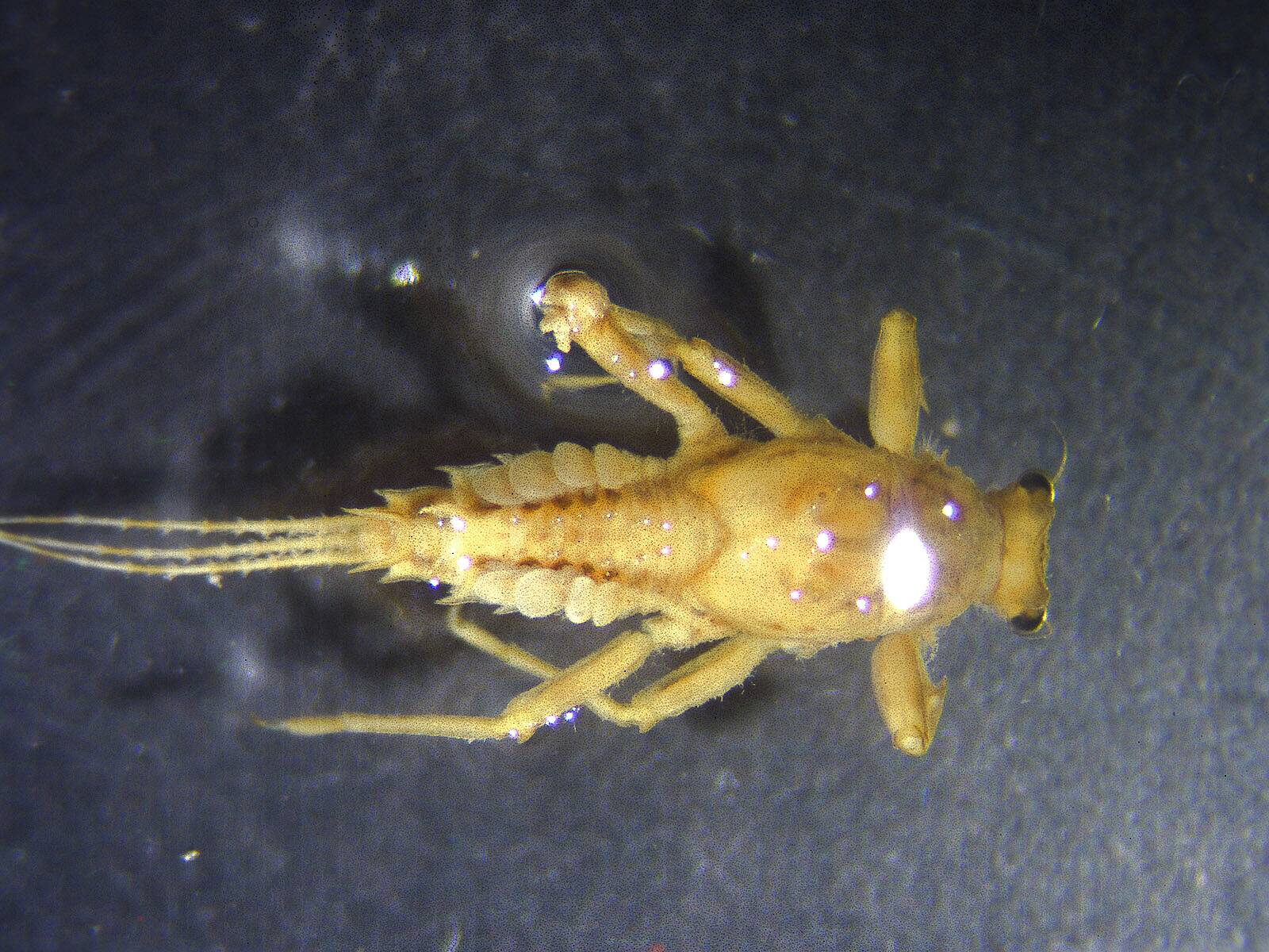 Mayfly Species Drunella spinifera (Western Slate Olive Duns)