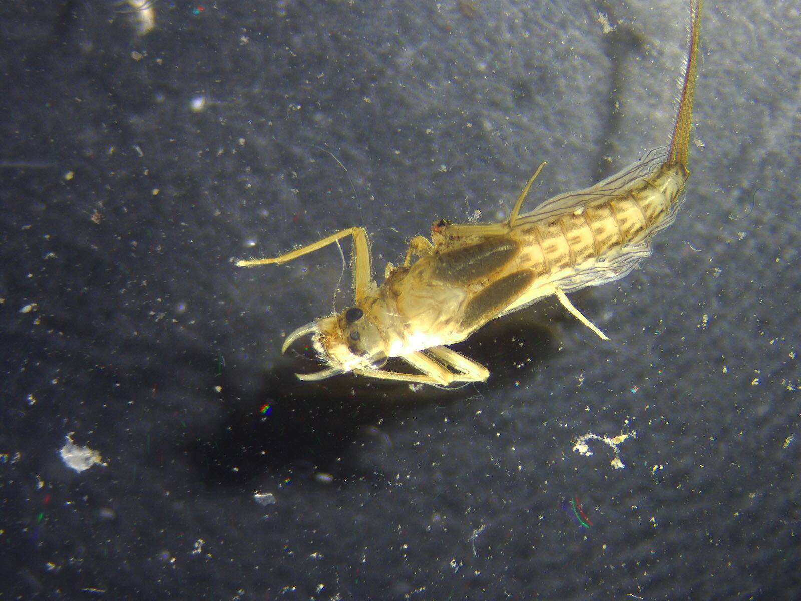 Paraleptophlebia bicornuta (Mahogany Dun) Mayfly Nymph Pictures