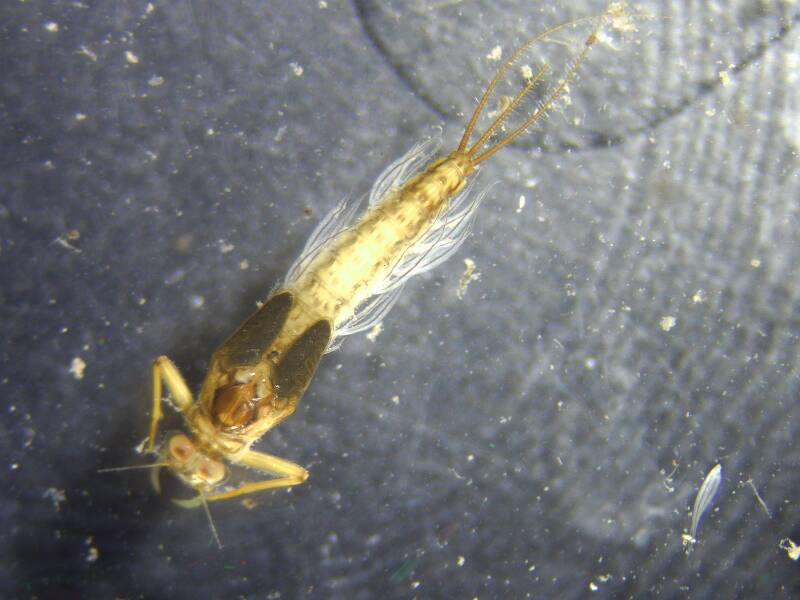 Paraleptophlebia bicornuta (Mahogany Dun) Mayfly Nymph Pictures