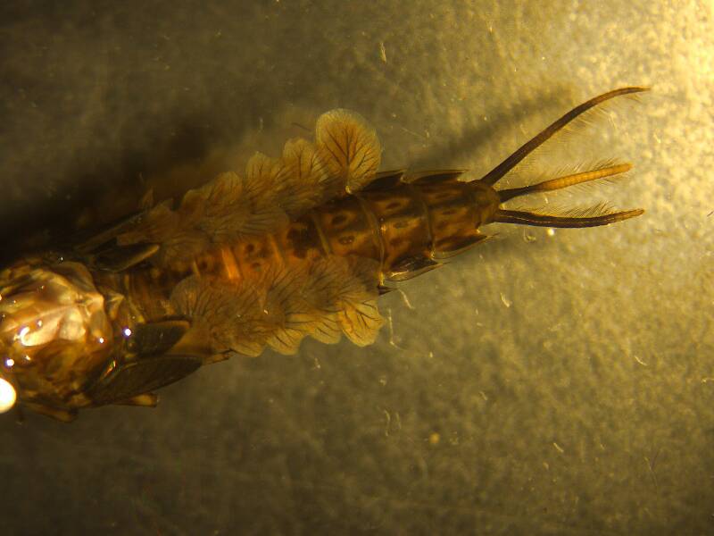 Siphlonurus phyllis (Gray Drake) Mayfly Nymph Pictures