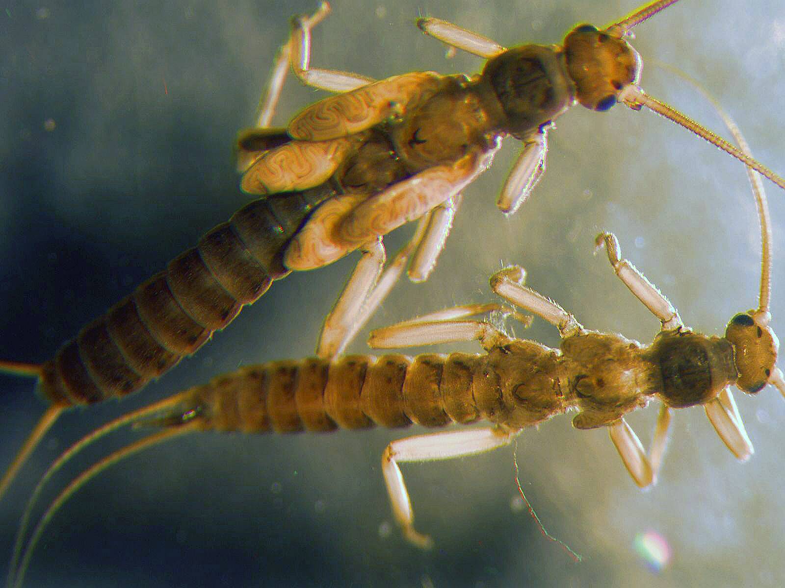 Stonefly Family Capniidae (Snowflies)