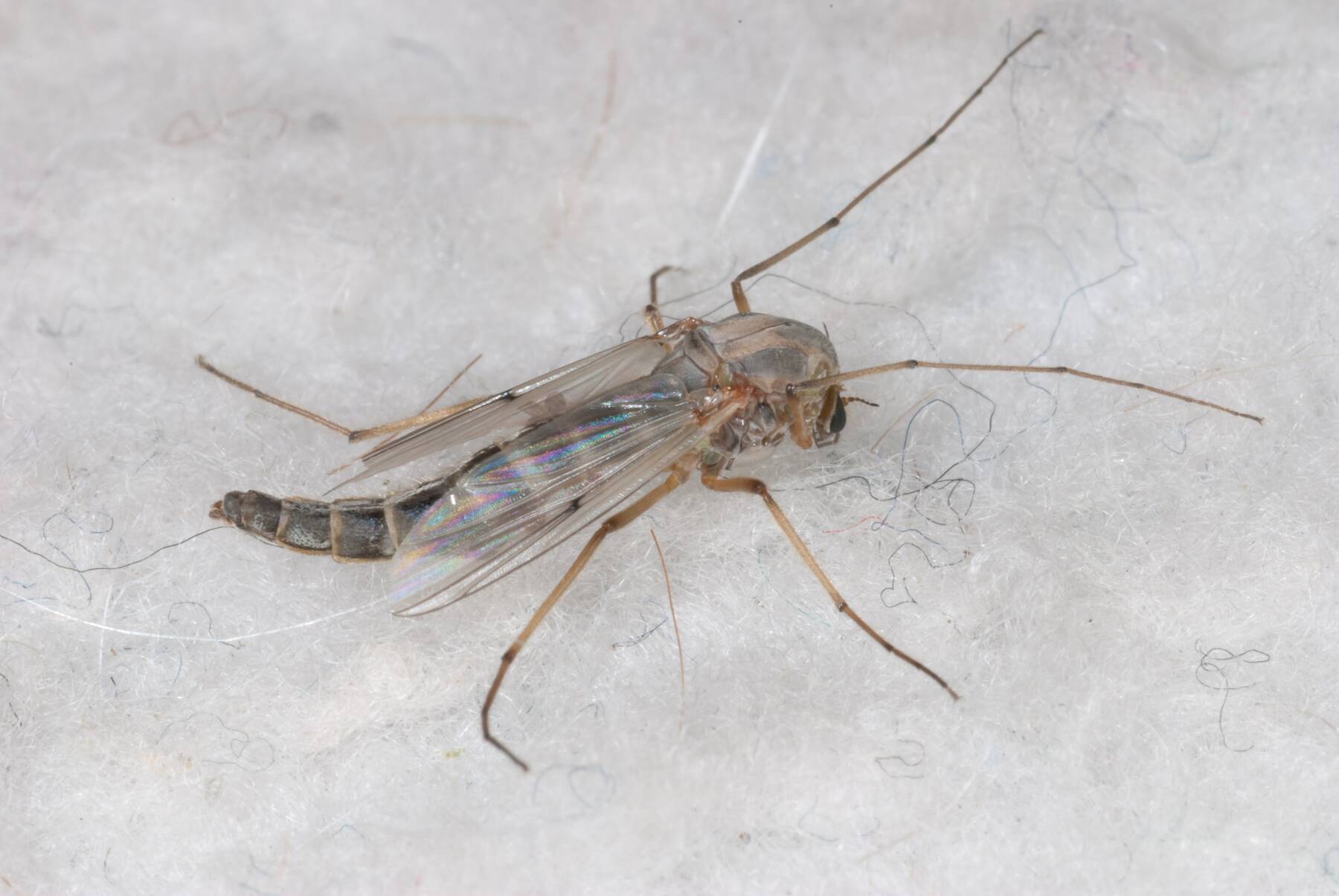 True Fly Family Chironomidae (Midges)