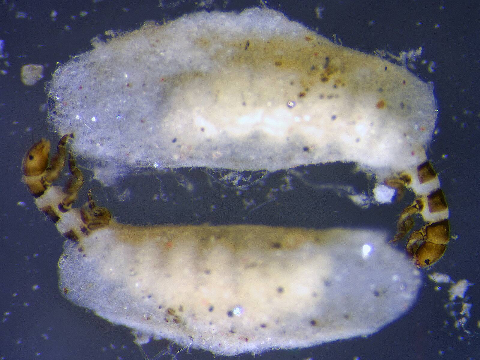 Hydroptila (Varicolored Microcaddis) Caddisfly Larva Pictures