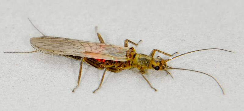 Isoperla fulva (Yellow Sally) Stonefly Adult Pictures