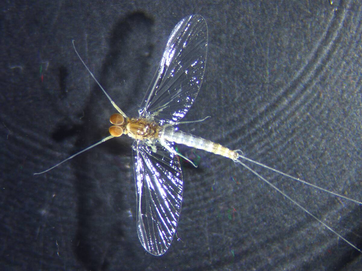 Male Baetis tricaudatus (Blue-Winged Olive) Mayfly Spinner Pictures