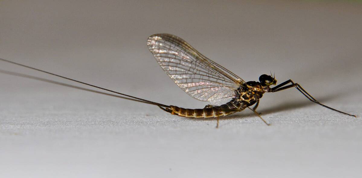 Male Rhithrogena morrisoni (Western March Brown) Mayfly Spinner Pictures