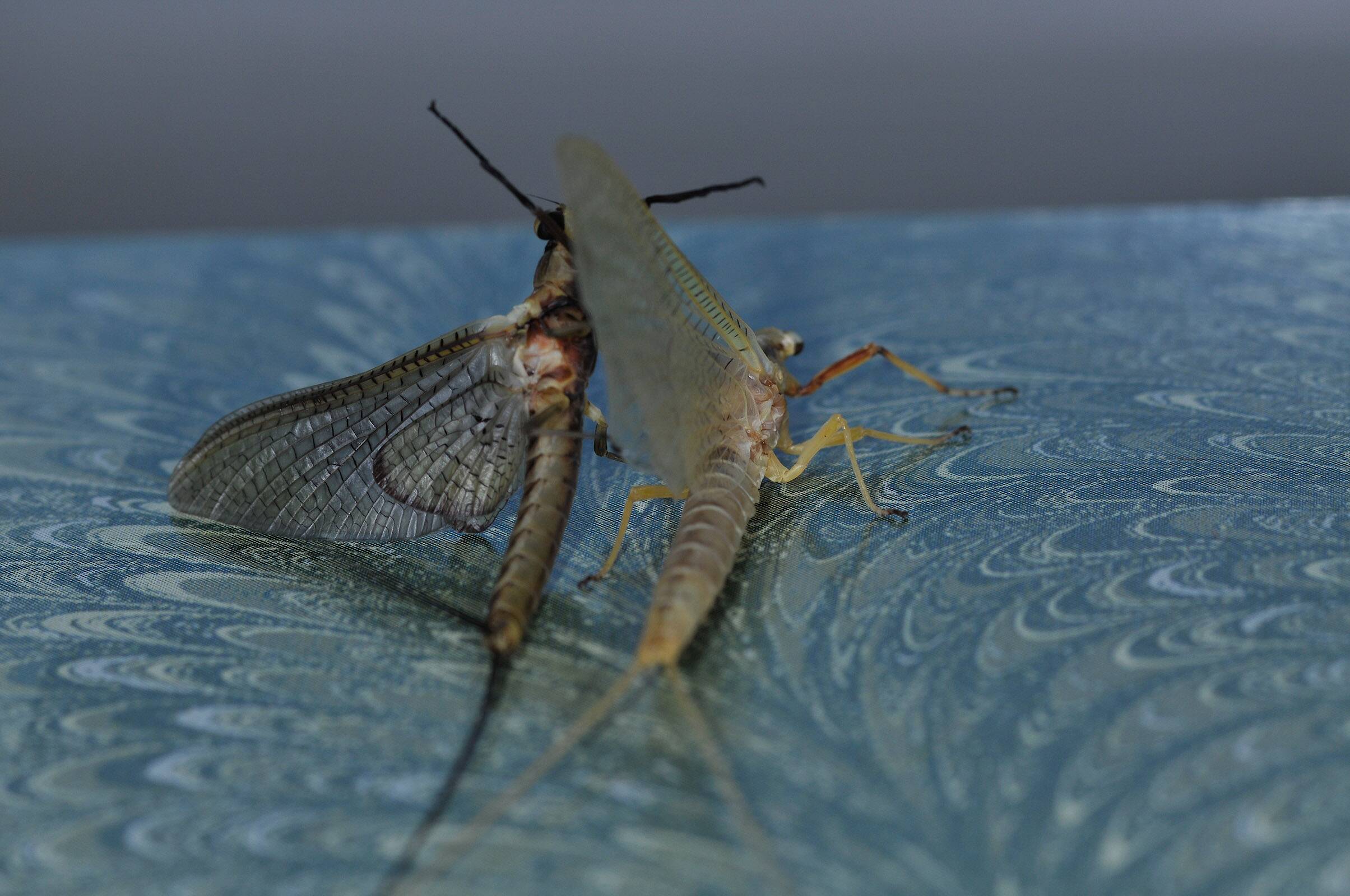 Mayfly Species Hexagenia limbata (Hexes)