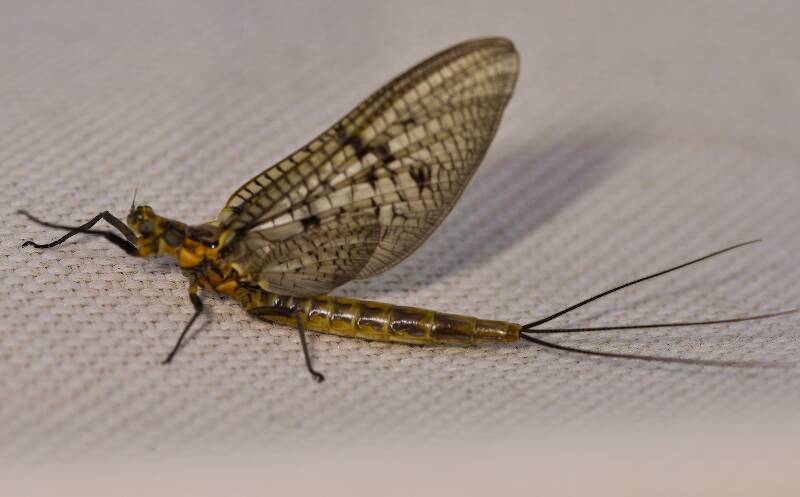 Male Ephemera simulans (Brown Drake) Mayfly Dun Pictures