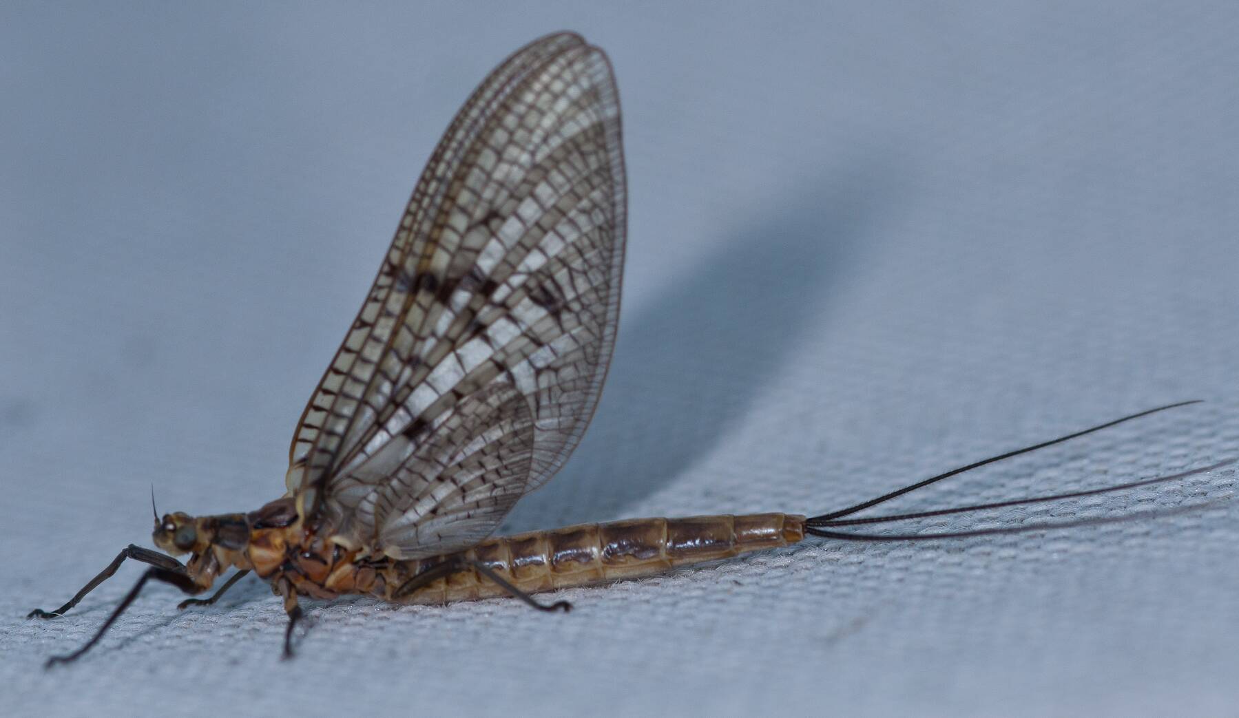 Male Ephemera simulans (Brown Drake) Mayfly Dun Pictures