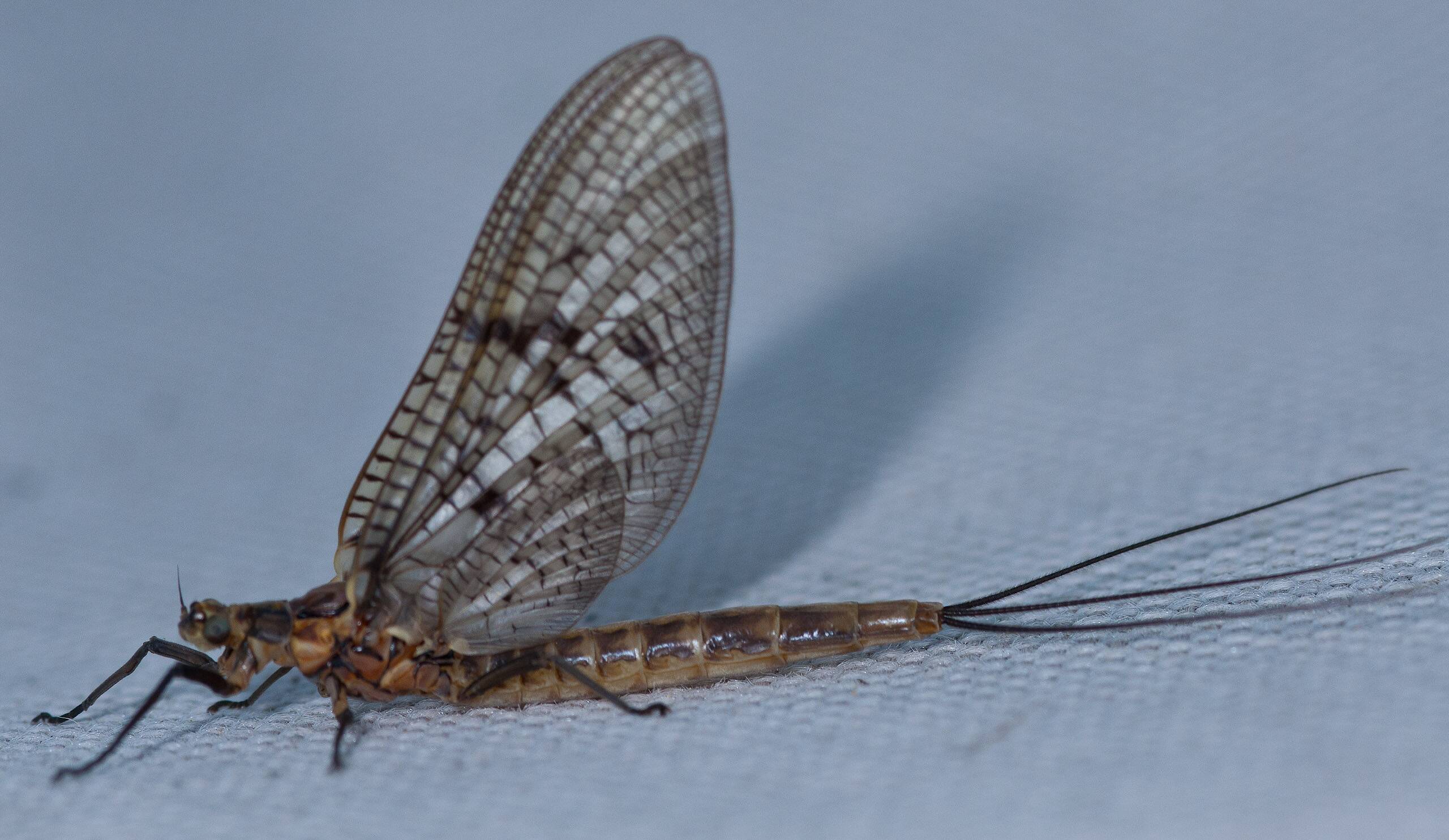 Mayfly Species Ephemera simulans (Brown Drakes)