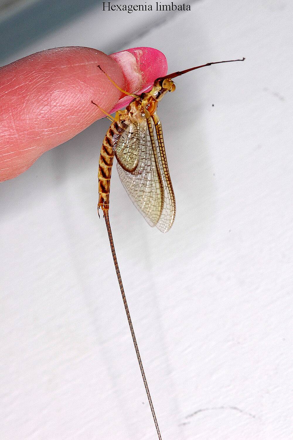Male Hexagenia limbata (Hex) Mayfly Spinner Pictures