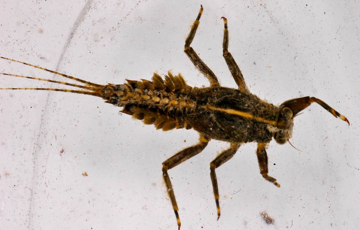 Drunella grandis (Western Green Drake) Mayfly Nymph Pictures