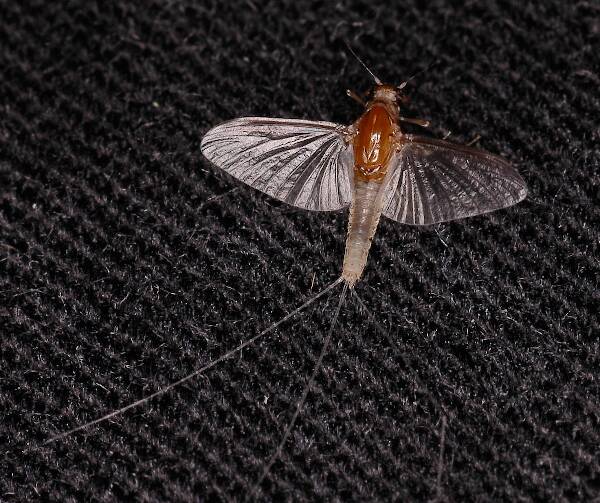 Mayfly Family Caenidae (Angler's Curses)