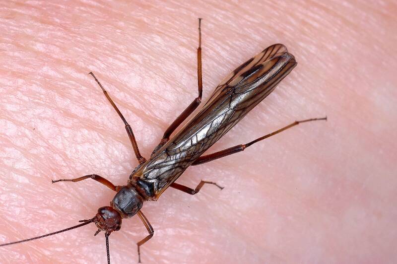Megaleuctra stigmata (Little Black Needlefly) Stonefly Adult Pictures