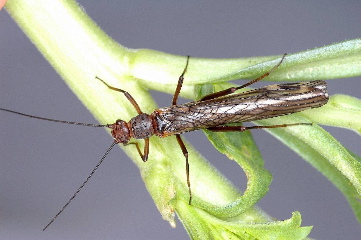Stonefly Family Leuctridae (Needleflies)
