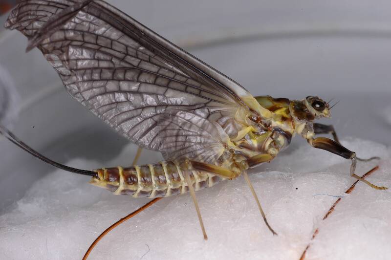 Female Drunella grandis (Western Green Drake) Mayfly Dun Pictures
