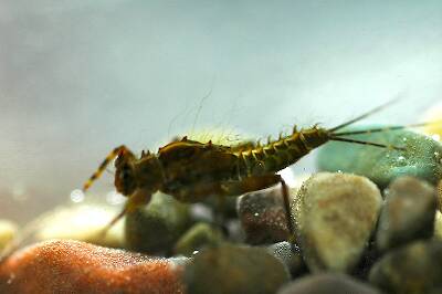 Drunella grandis (Western Green Drake) Mayfly Nymph Pictures