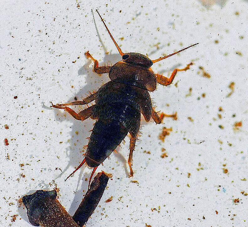 Stonefly Family Peltoperlidae (Roachflies)
