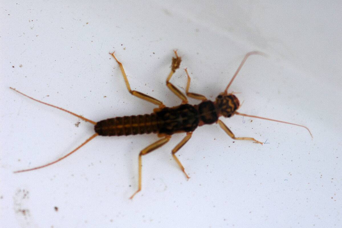 Stonefly Genus Skwala (Large Springflies)