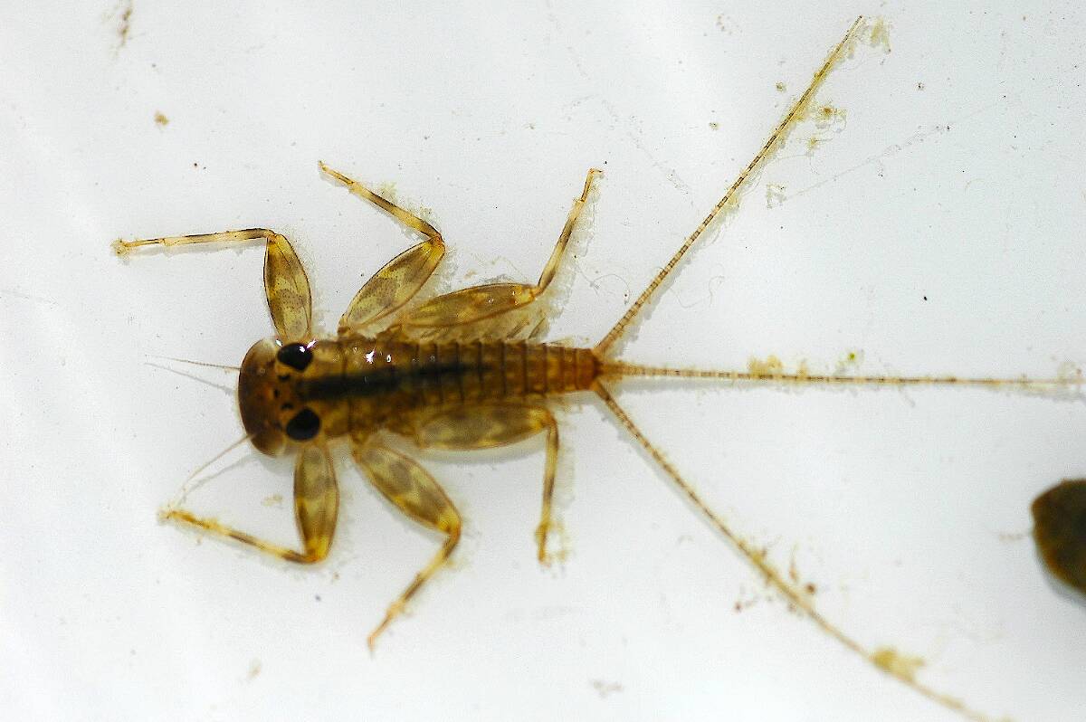Heptagenia solitaria (Ginger Quill) Mayfly Nymph Pictures
