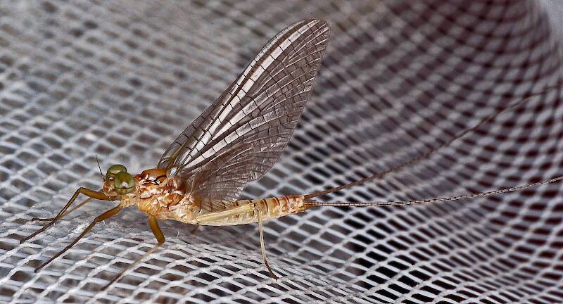 Mayfly Genus Heptagenia