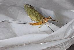 Female Ironodes nitidus (Slate Maroon Drake) Mayfly Spinner Pictures