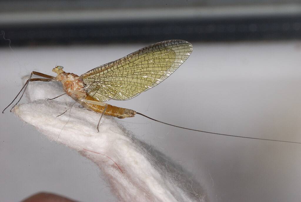 Female Ironodes nitidus (Slate Maroon Drake) Mayfly Spinner Pictures