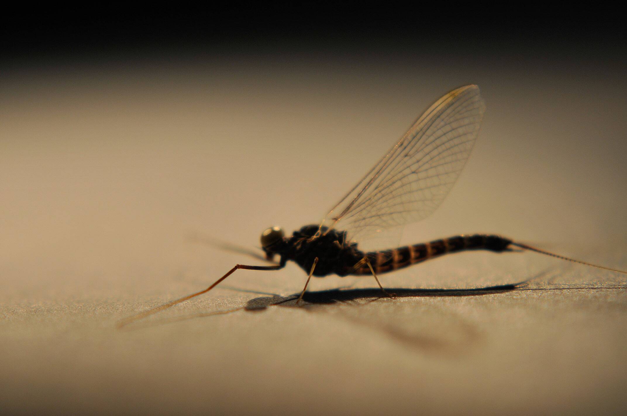 Male Siphlonurus occidentalis (Gray Drake) Mayfly Spinner Pictures
