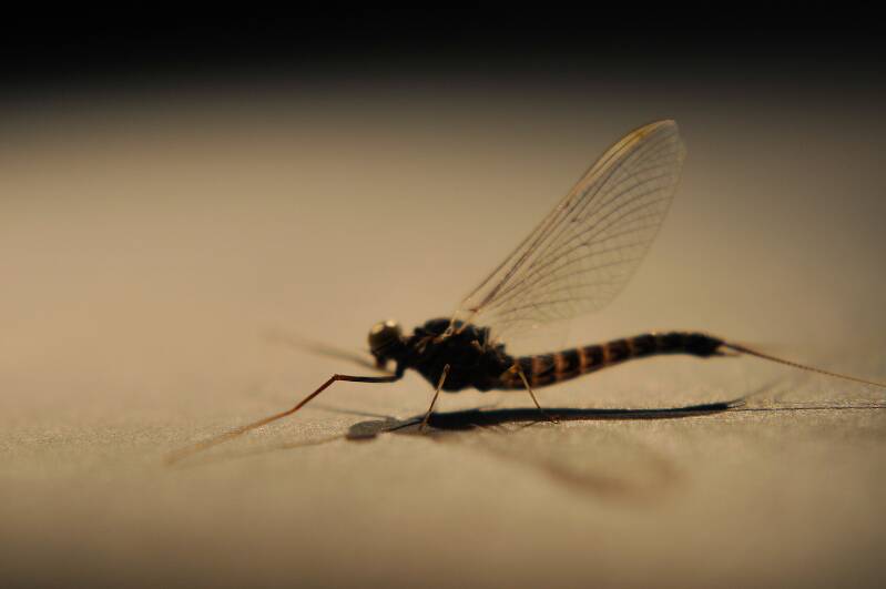 Male Siphlonurus occidentalis (Gray Drake) Mayfly Spinner Pictures