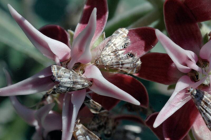 Lepidoptera (Moth) Insect Adult Pictures