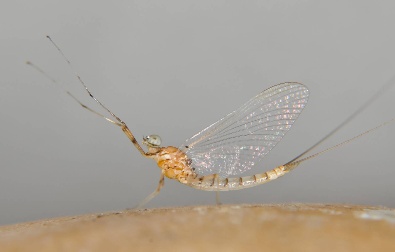 Mayfly Species Epeorus albertae (Pink Ladies)