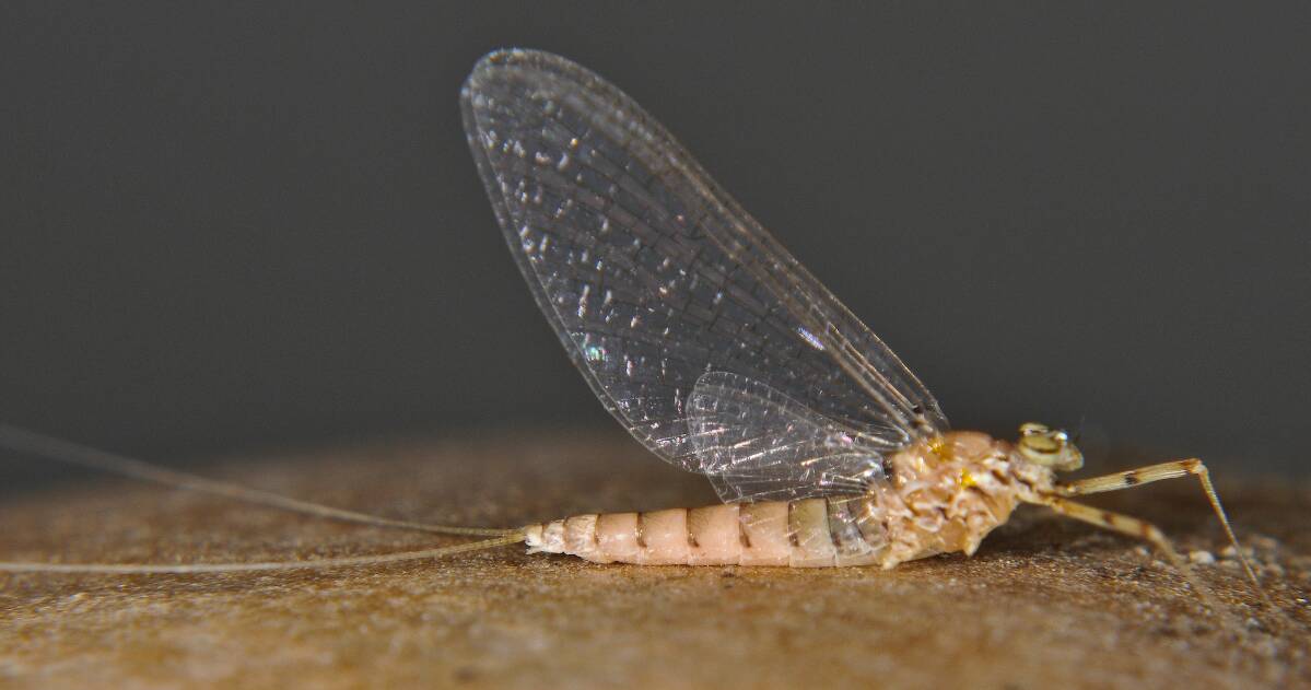Female Epeorus albertae (Pink Lady) Mayfly Spinner Pictures