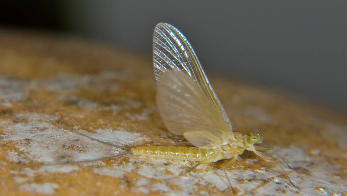 Female Epeorus albertae (Pink Lady) Mayfly Dun Pictures