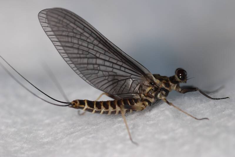 Female Drunella spinifera (Western Slate Olive Dun) Mayfly Dun Pictures