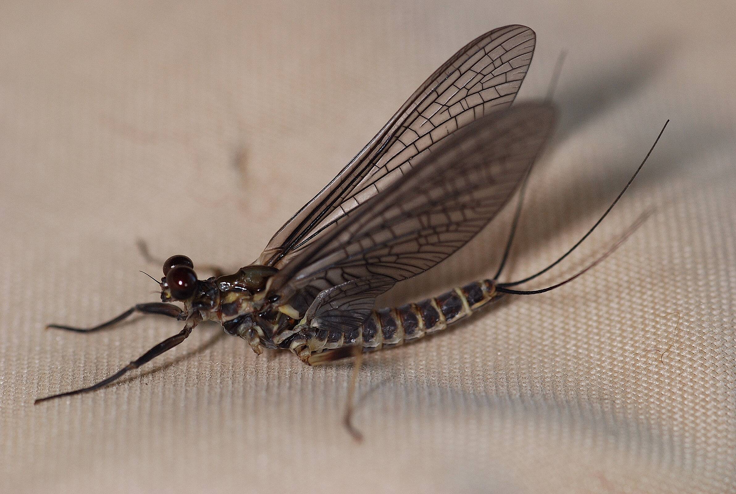 Female Drunella spinifera (Western Slate Olive Dun) Mayfly Dun Pictures