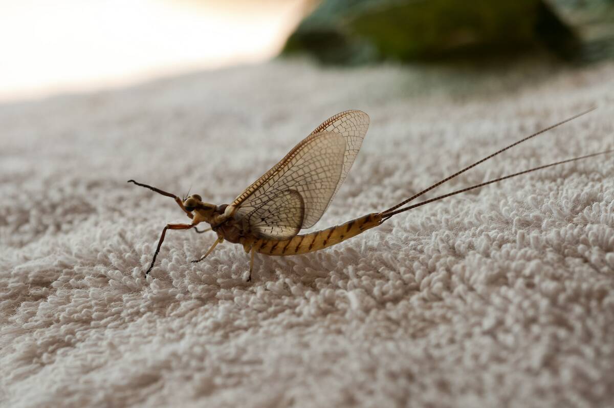 Male Hexagenia limbata (Hex) Mayfly Dun Pictures