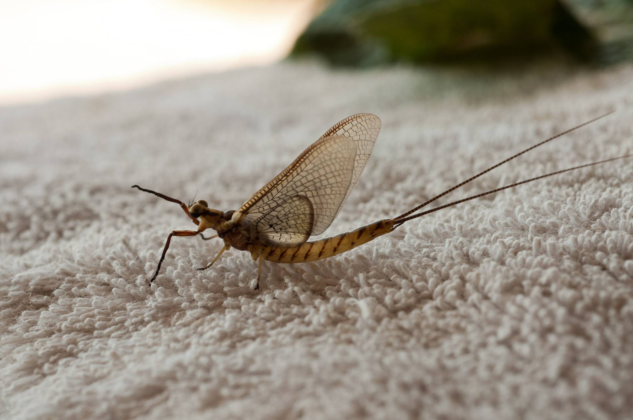 Mayfly Genus Hexagenia