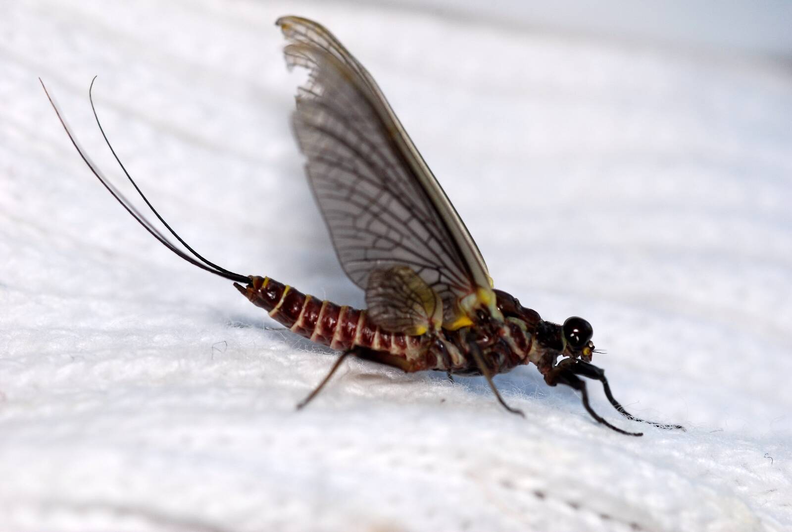 Mayfly Genus Drunella (Blue-Winged Olives)