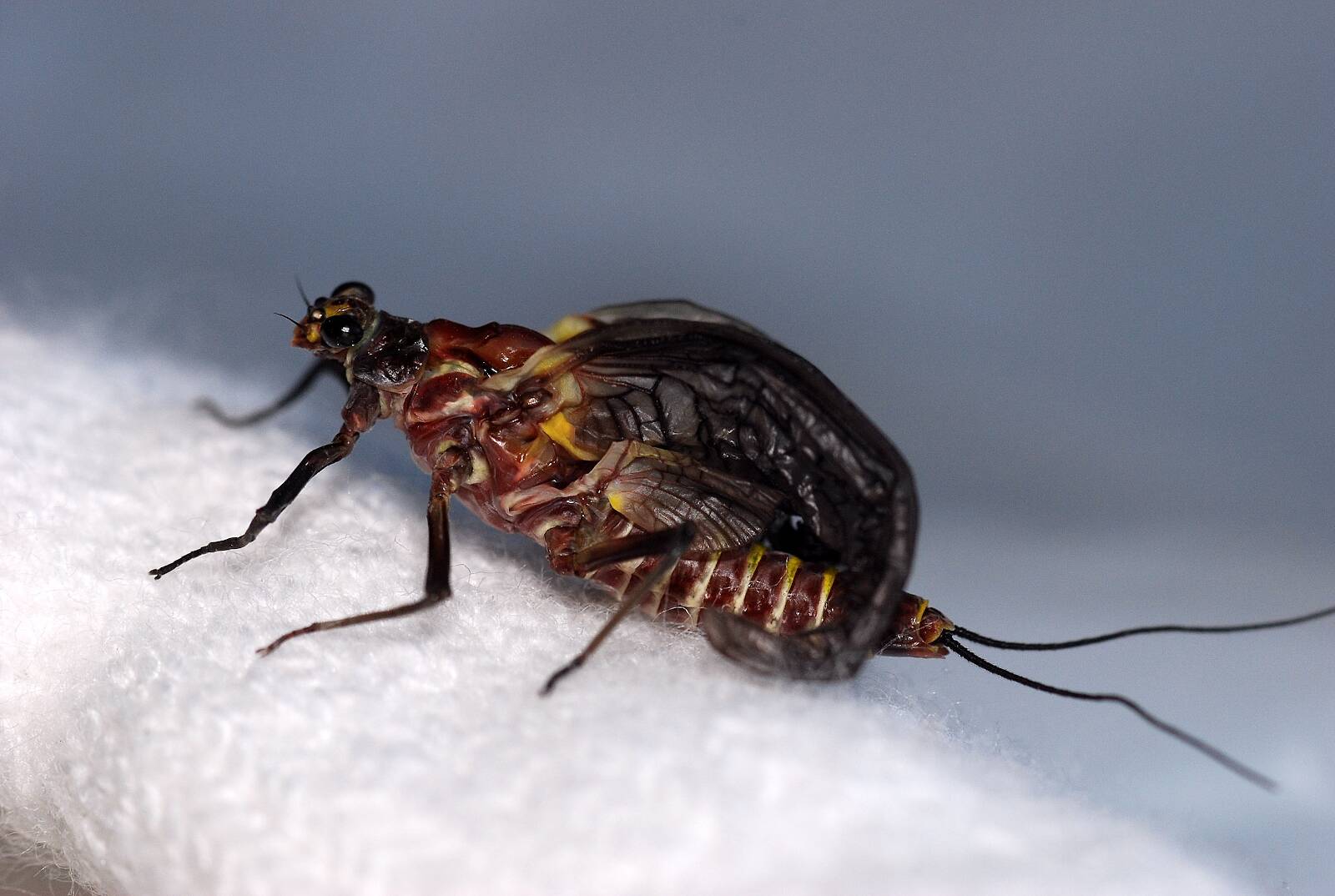Male Drunella grandis (Western Green Drake) Mayfly Dun Pictures