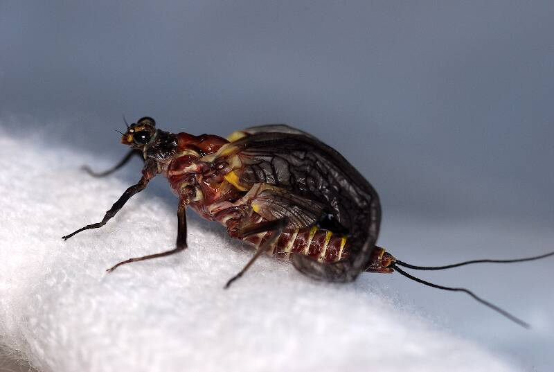 Male Drunella grandis (Western Green Drake) Mayfly Dun Pictures