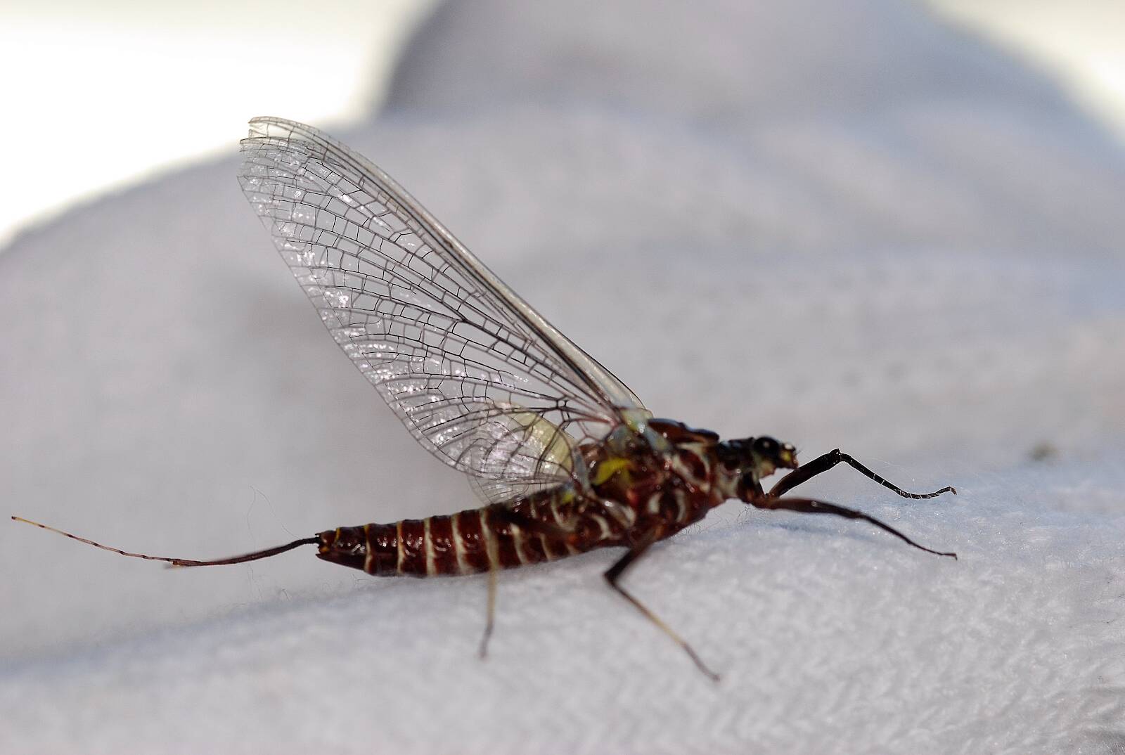 Male Drunella grandis (Western Green Drake) Mayfly Dun Pictures
