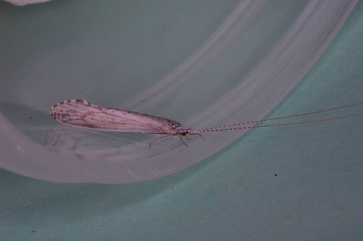 Caddisfly Genus Nectopsyche (White Millers)