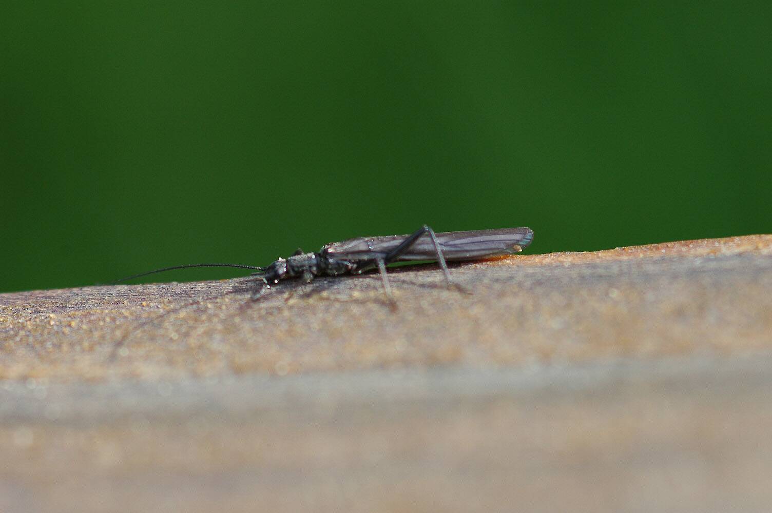 Perlomyia utahensis (Little Black Needlefly) Stonefly Adult Pictures