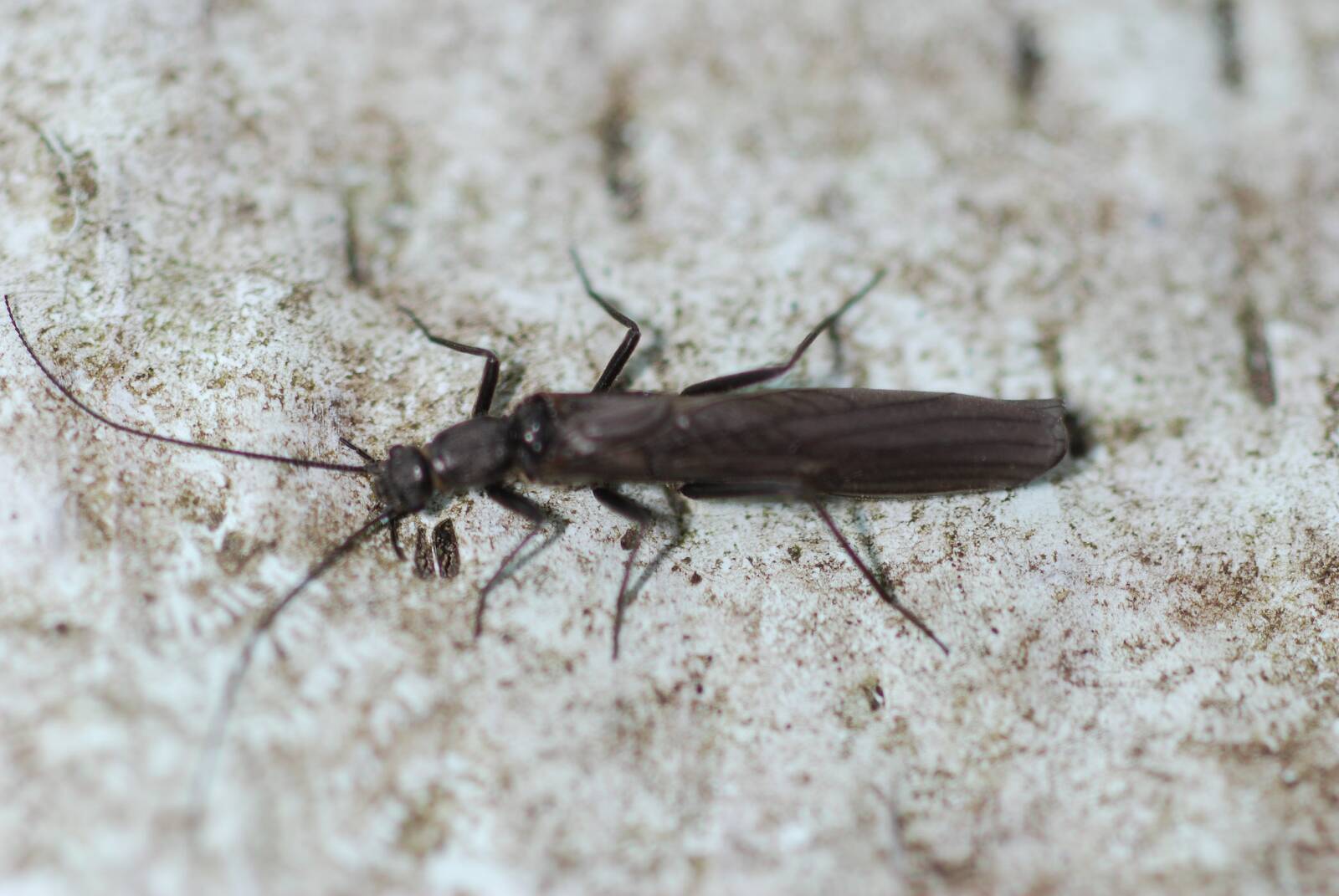 Perlomyia utahensis (Little Black Needlefly) Stonefly Adult Pictures