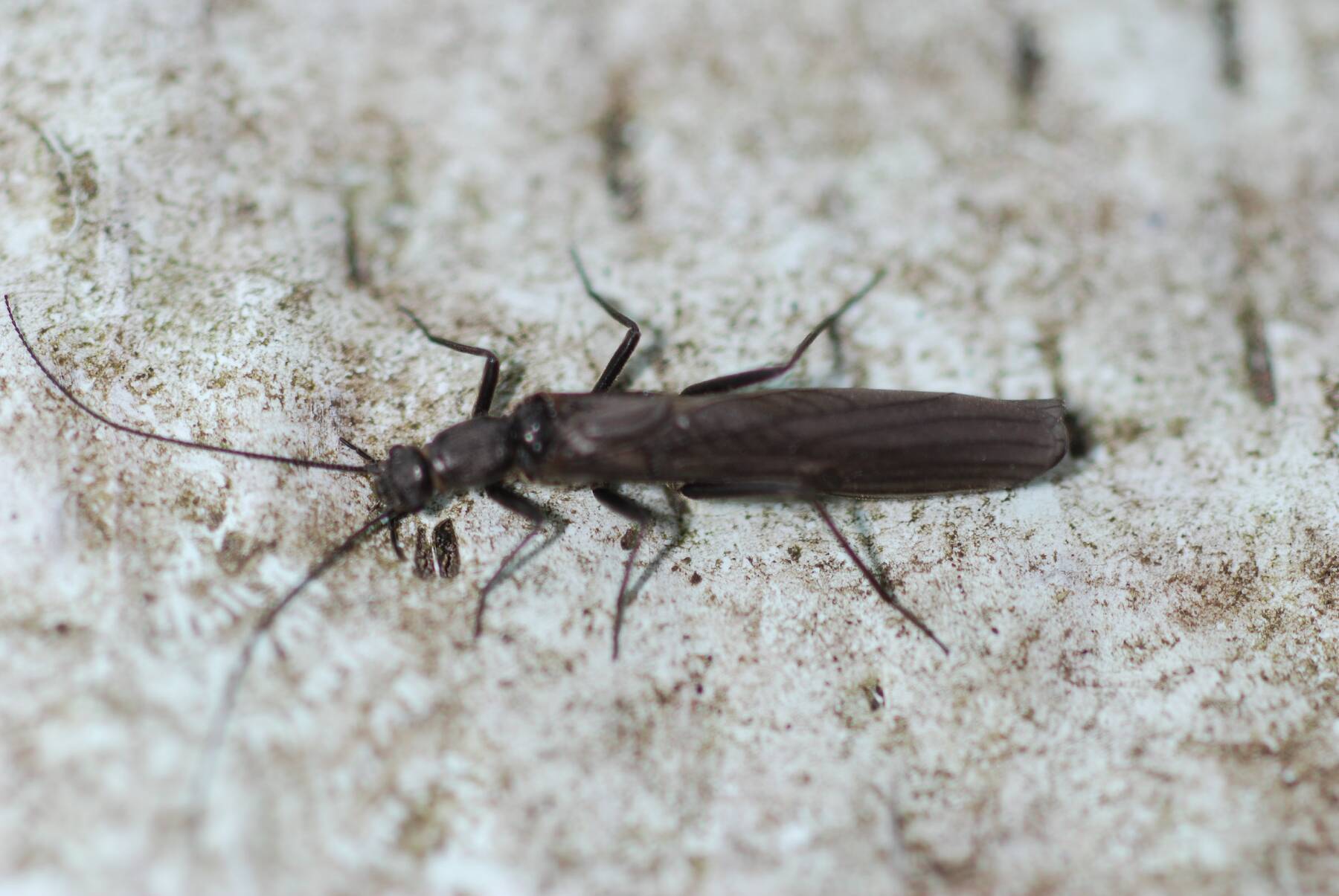 Perlomyia utahensis (Little Black Needlefly) Stonefly Adult Pictures