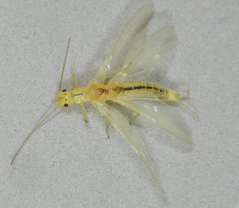 Suwallia pallidula (Little Yellow Stonefly) Stonefly Adult Pictures
