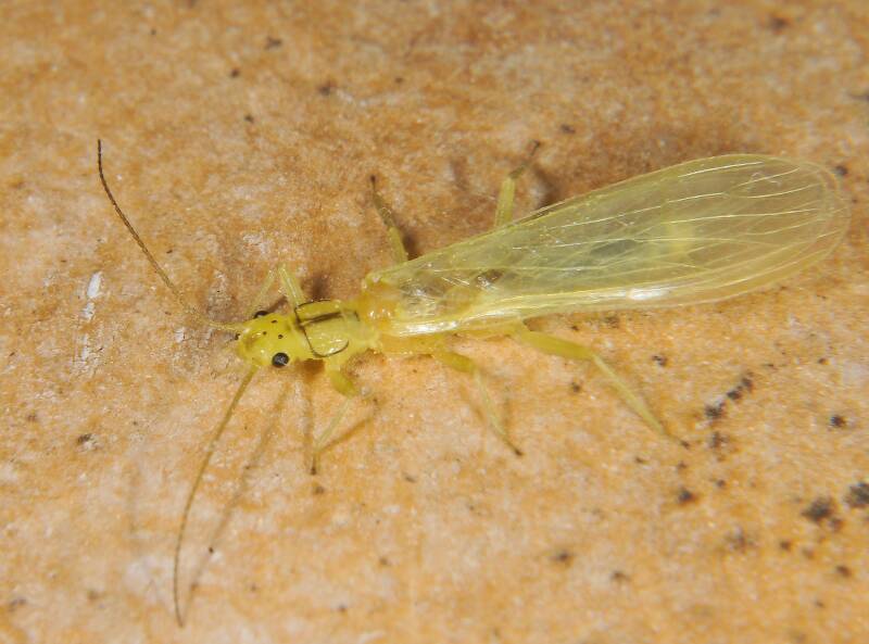 Little Yellow Stoneflies